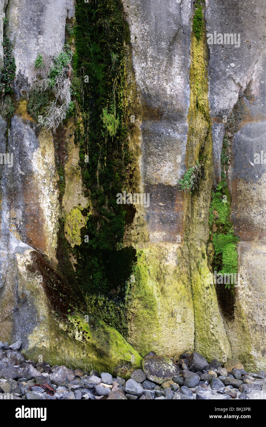 Algae grows on a rock Stock Photo - Alamy