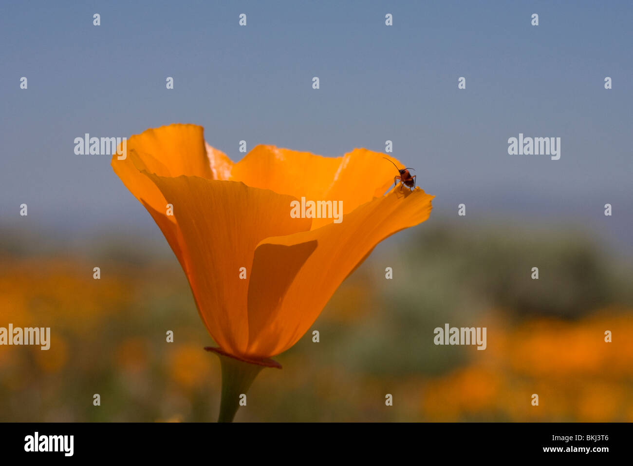 California Poppy with Bug Stock Photo - Alamy