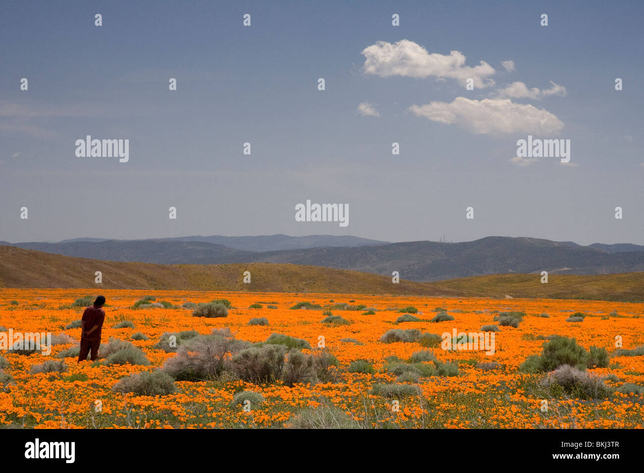 The large field hi-res stock photography and images - Alamy