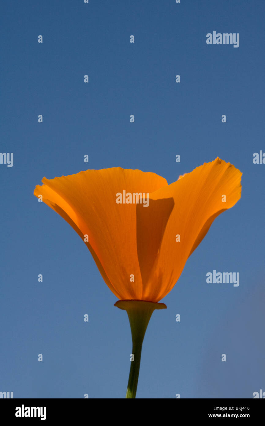 California poppy flower hi-res stock photography and images - Alamy