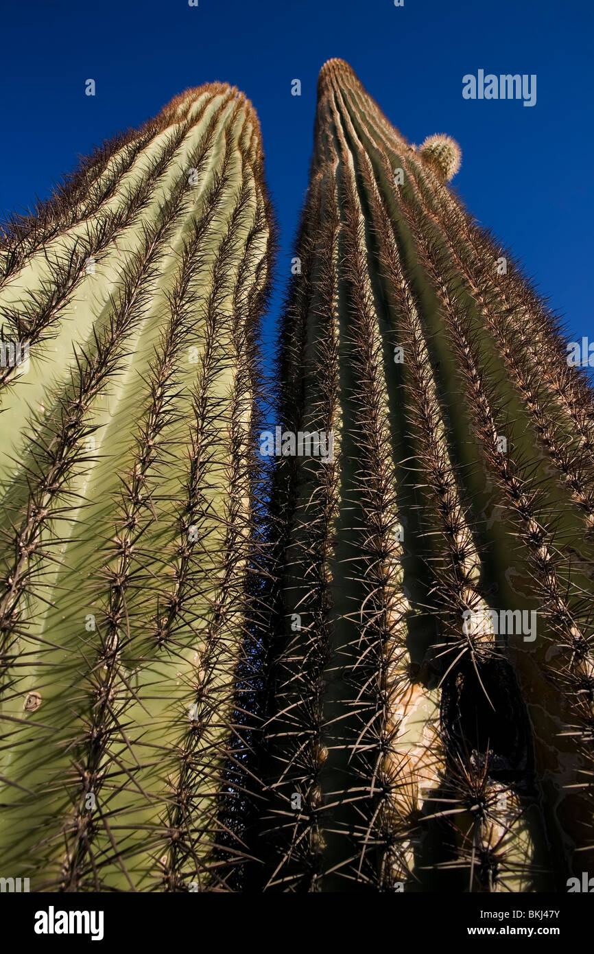 Yuma arizona cactus hi-res stock photography and images - Alamy