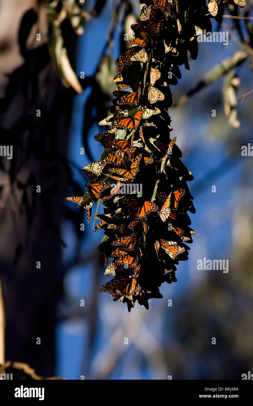Santa barbara eucalyptus hi-res stock photography and images - Alamy
