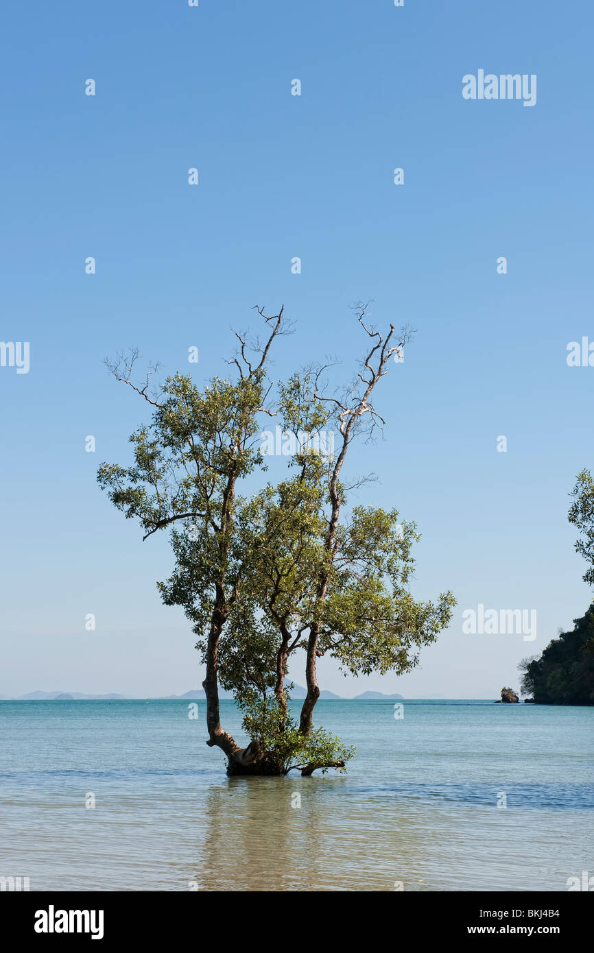 Mangrove tree growing in the Andaman Sea off Krabi, Southern Thailand ...
