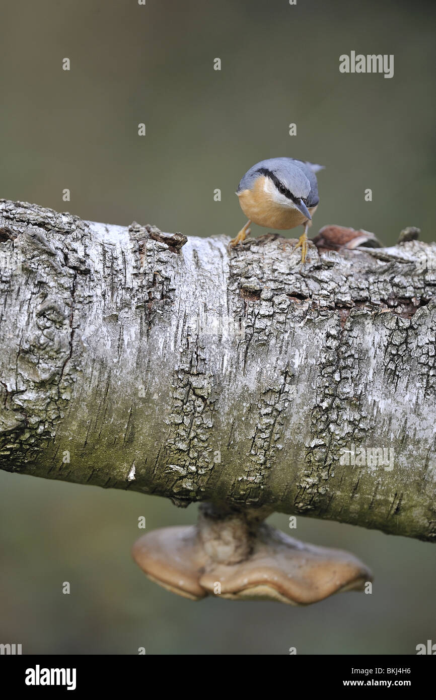 Wood nuthatch standing close to a polypore on the trunk of a dead birch ...