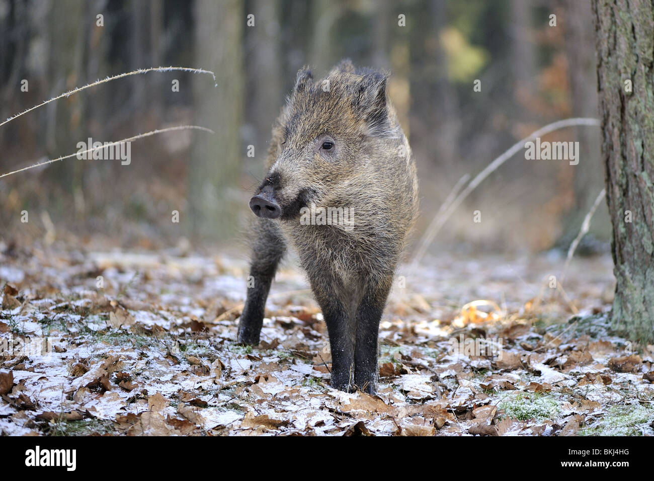 Young wild boar standing in a forest in winter Stock Photo - Alamy