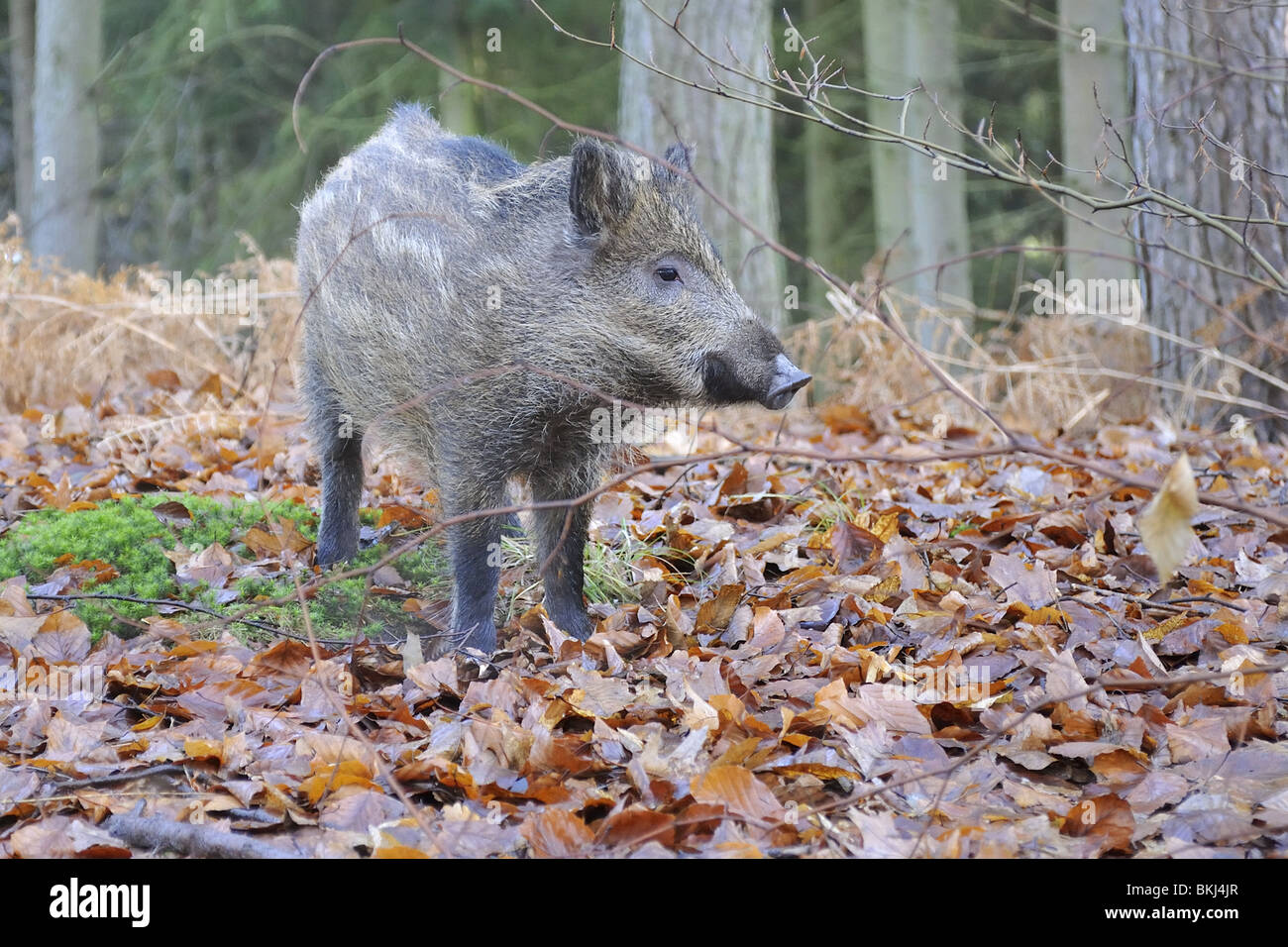 Wild boar standing hi-res stock photography and images - Alamy