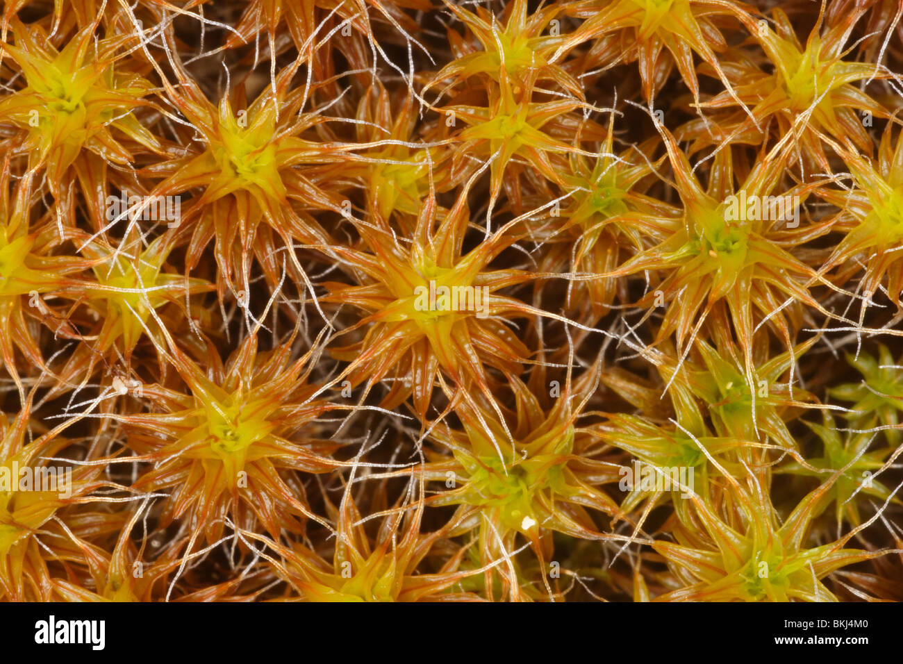 Golden dune moss. Tortula ruraliformis. On sand dunes , Rock , Cornwall ...