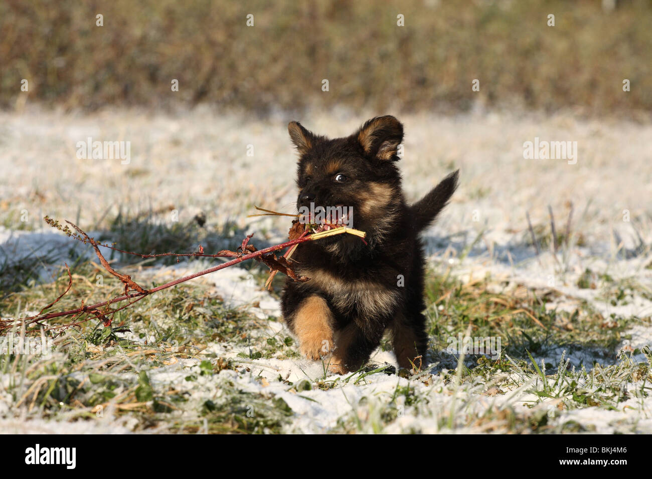 spielender Chodsky Pes Welpe / playing Chodsky Pes Puppy Stock Photo ...