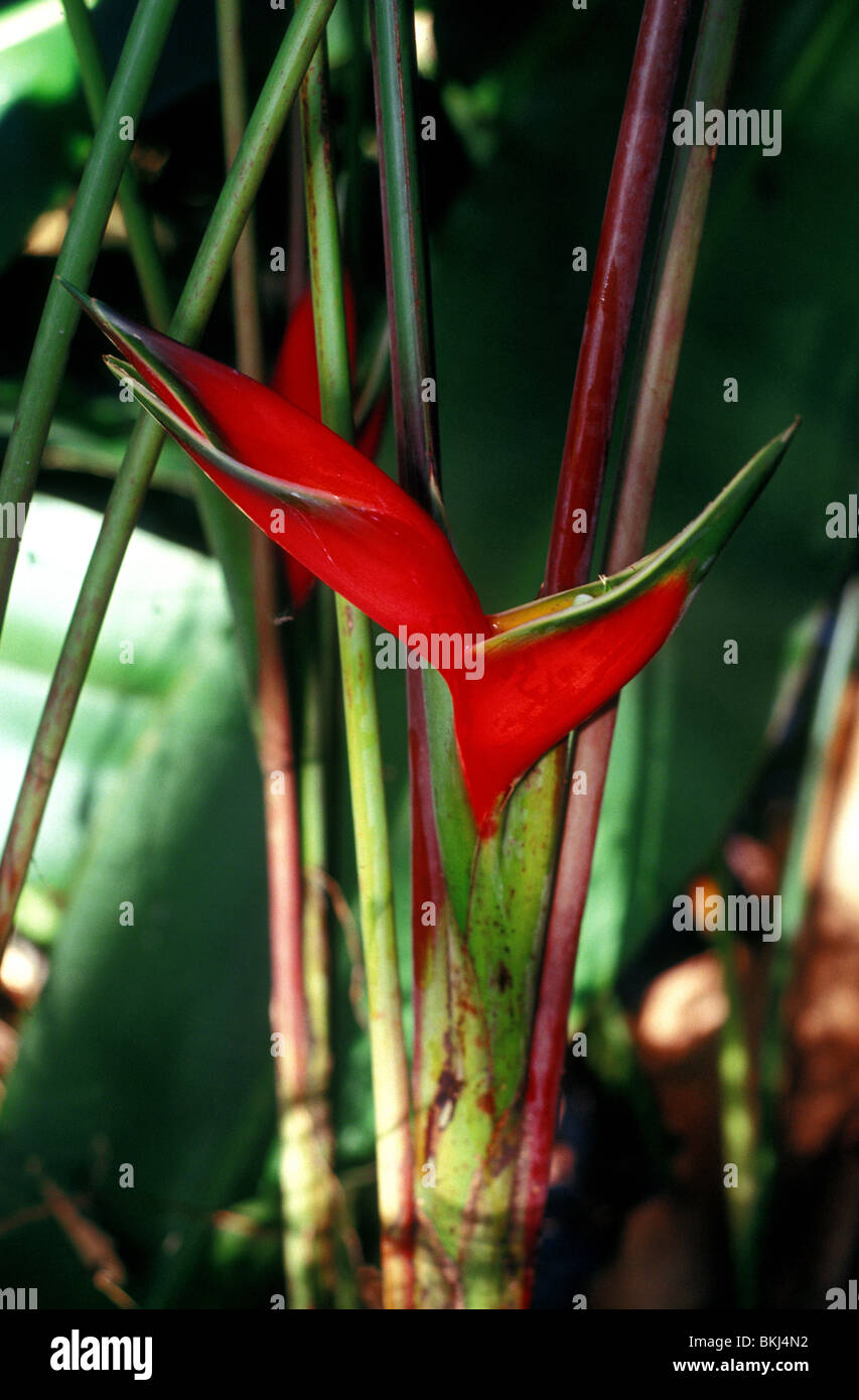 Fijian bird hi-res stock photography and images - Alamy