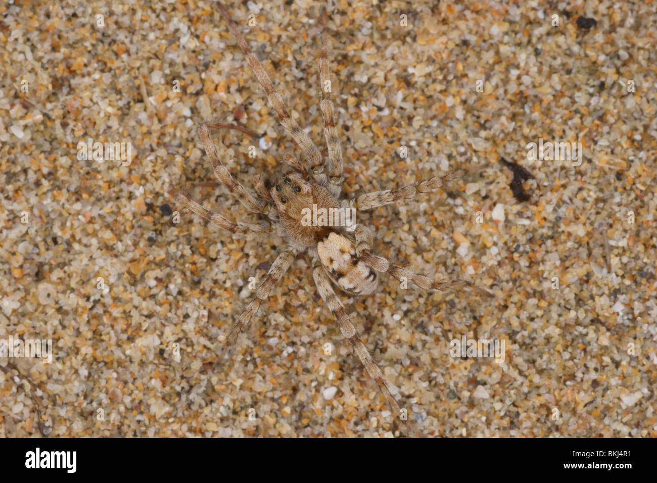 Sand wolf spider. Arctosa perita, on dunes ,Rock, Cornwall april Stock ...