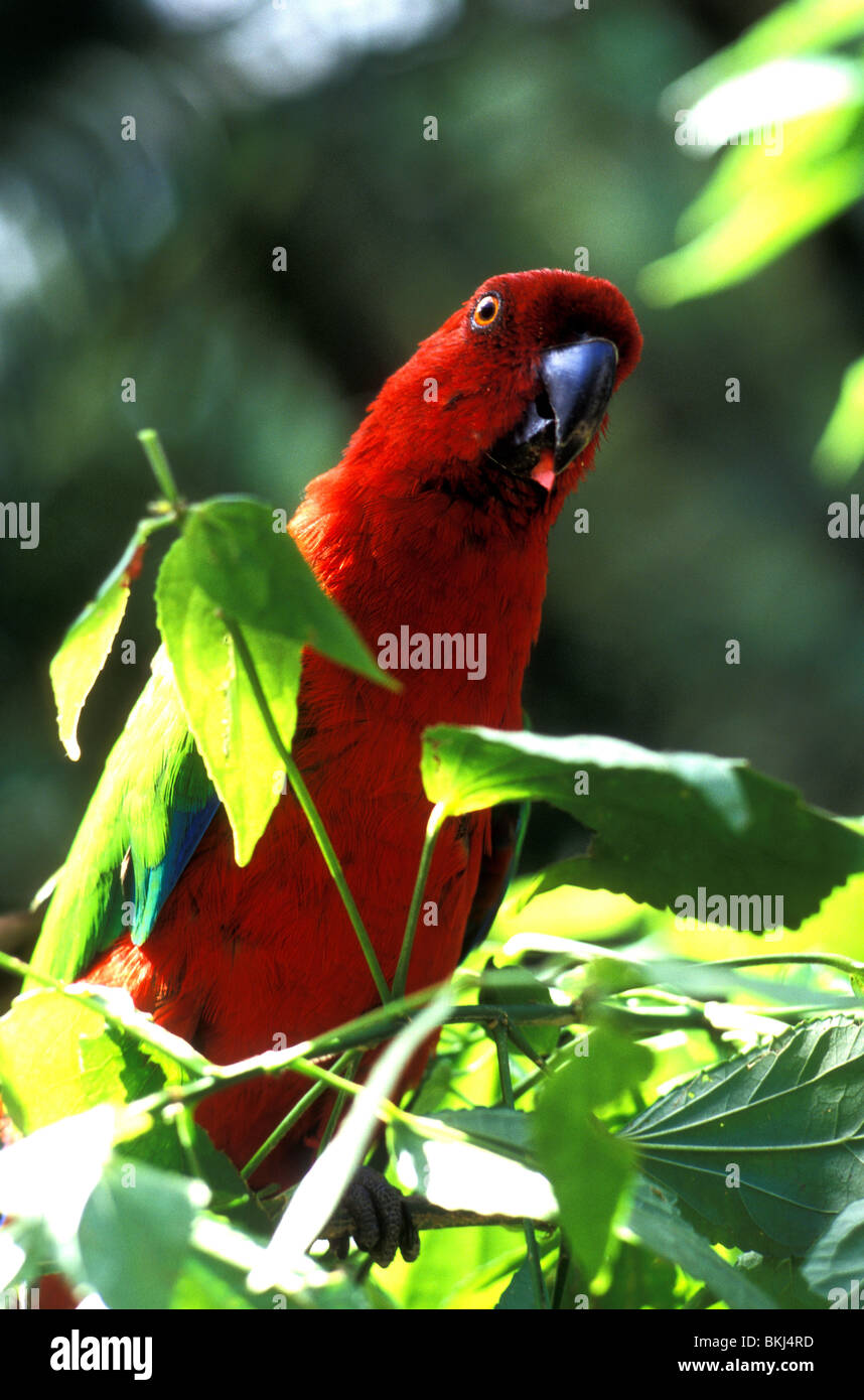 fiji, kula bird, kula eco park, sigatoka fiji Stock Photo - Alamy