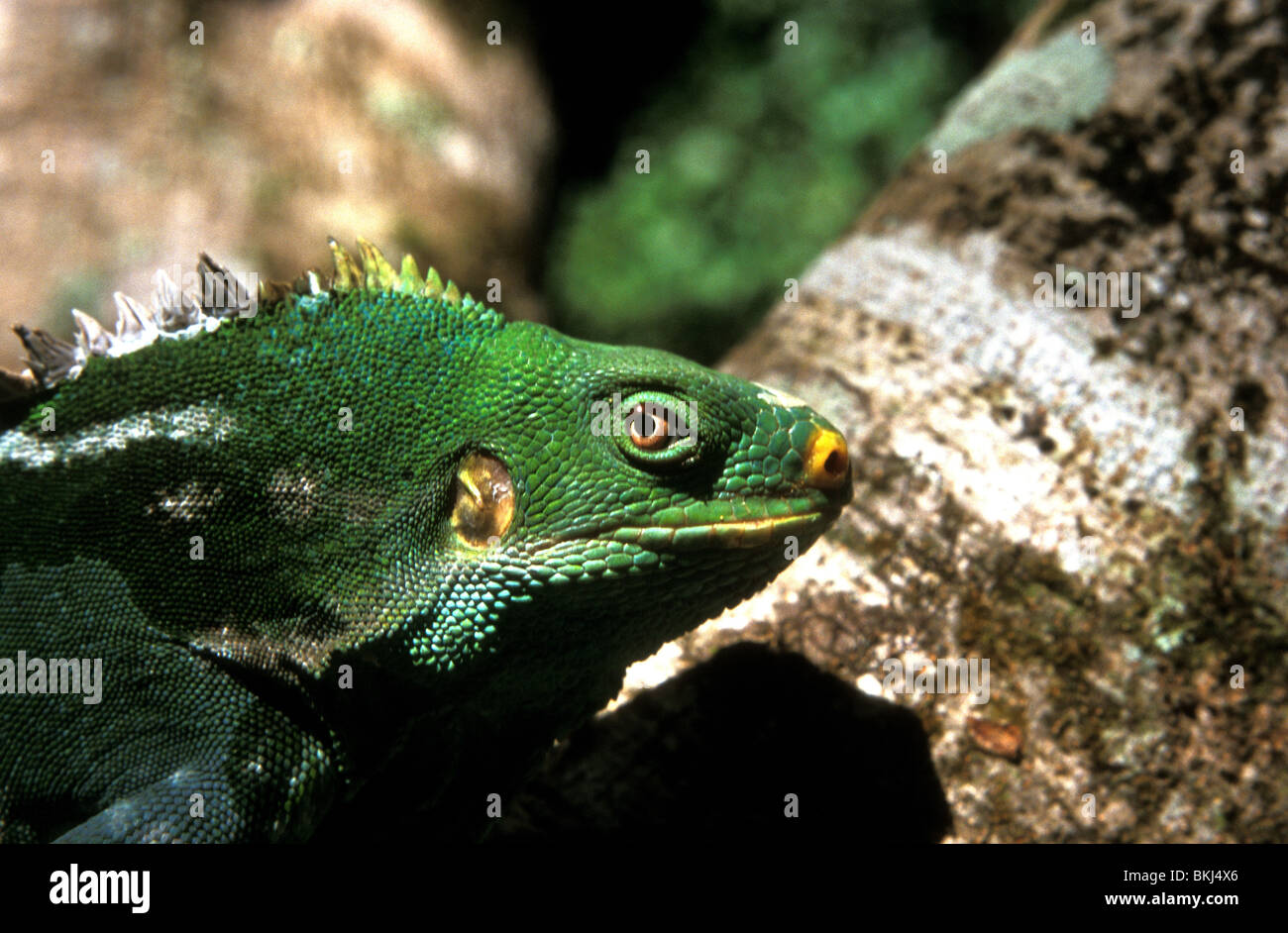 crested iguana fiji Stock Photo - Alamy