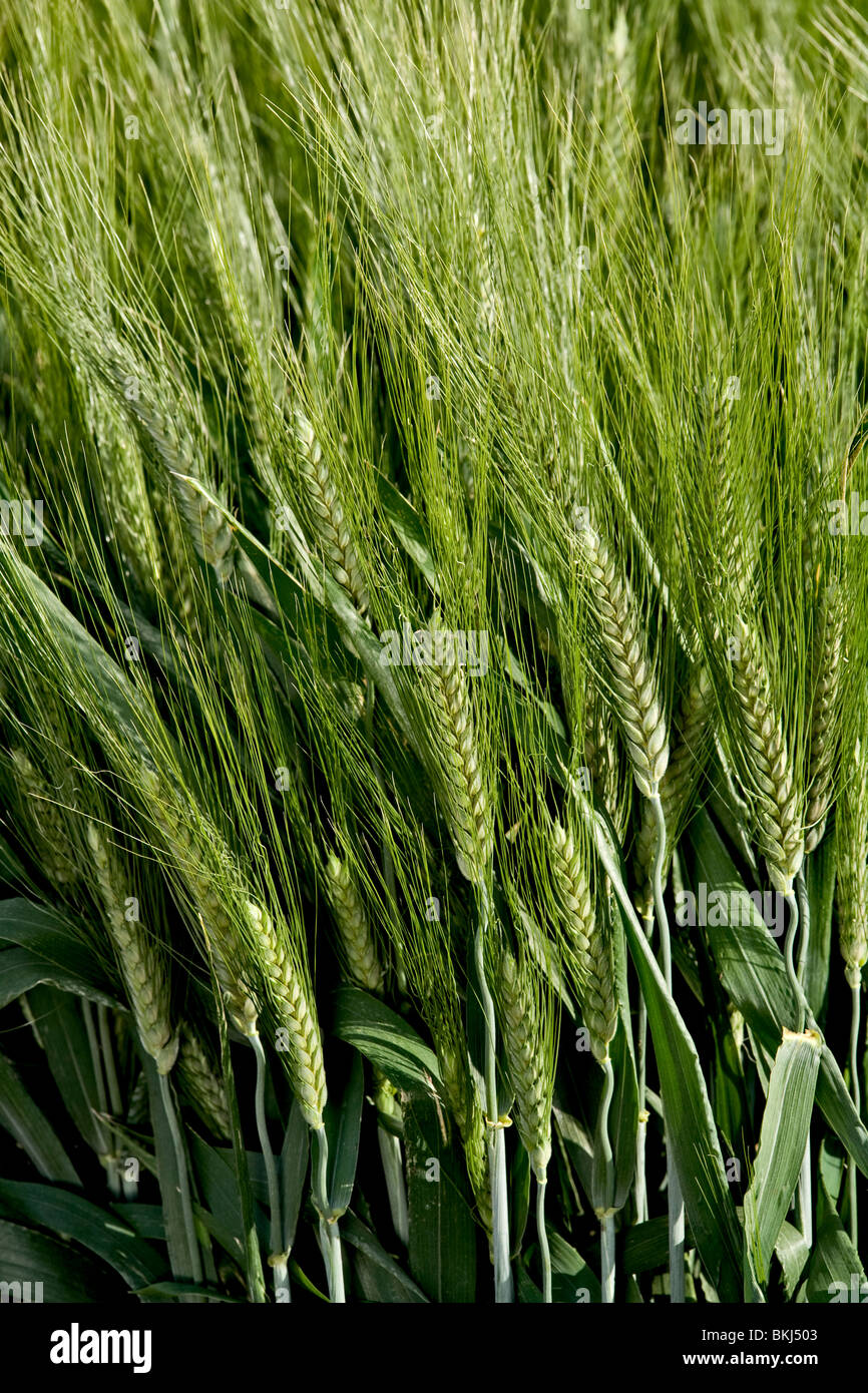 Wheat shaft hi-res stock photography and images - Alamy