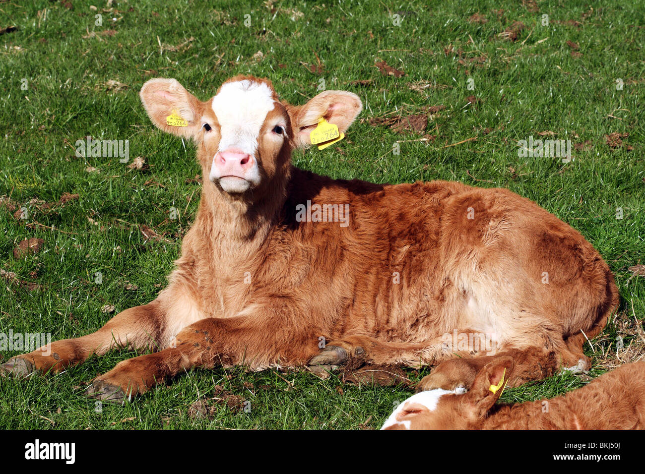 Calve hi-res stock photography and images - Alamy
