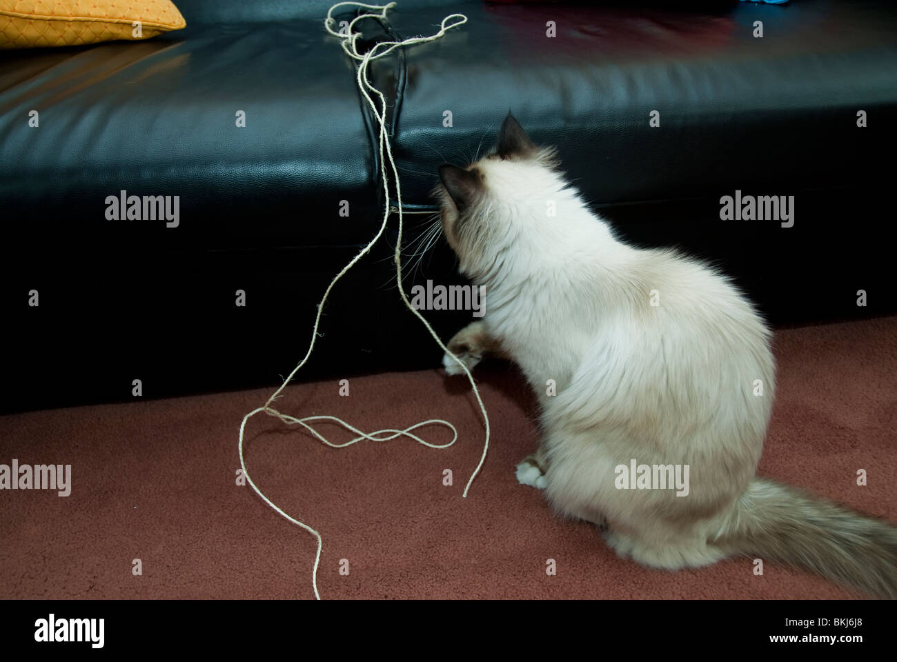 Domestic Cats, White Burmese House Cat Playing WIth String at Home ...