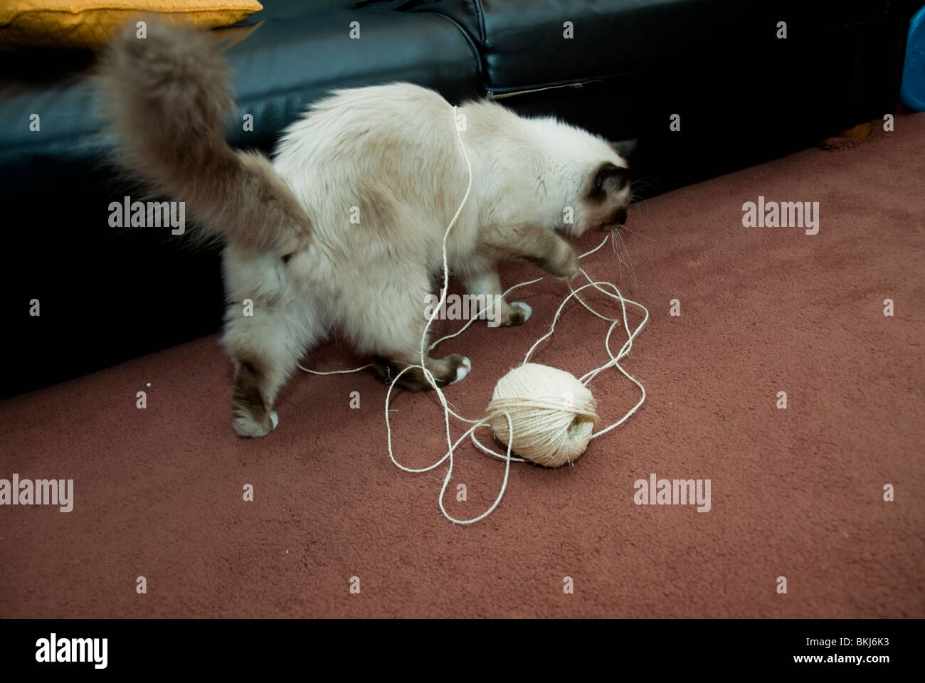 Domestic Cats, White Burmese House Cat Playing WIth Ball of String at ...