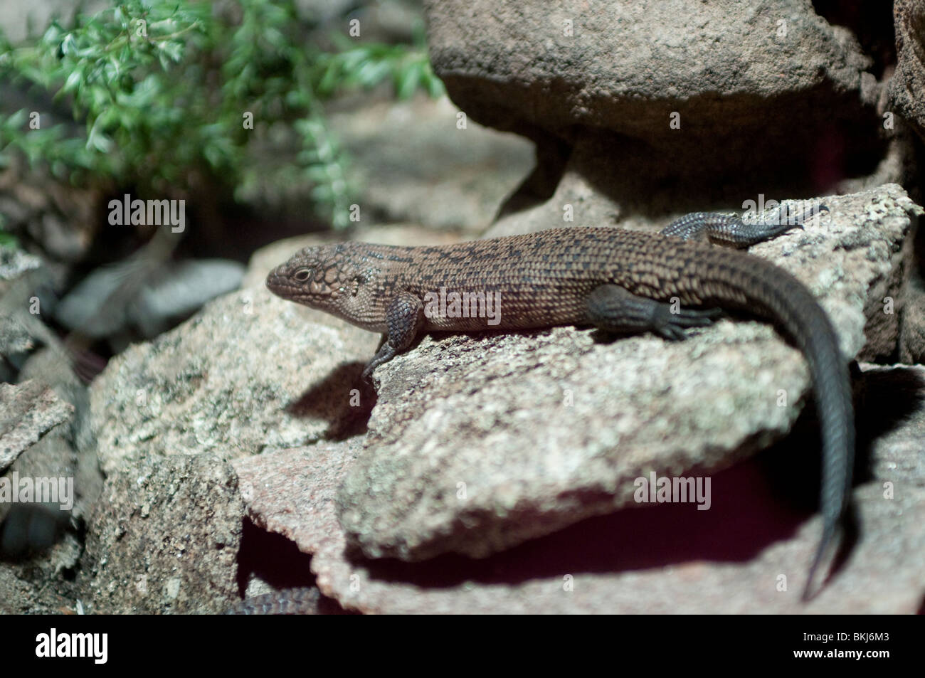 Cunningham's skink, Egernia cunningham, Sydney Wildlife World, Sydney ...