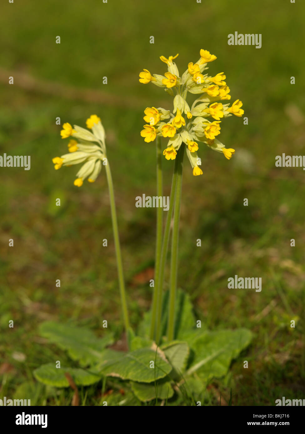 County flower hi-res stock photography and images - Alamy