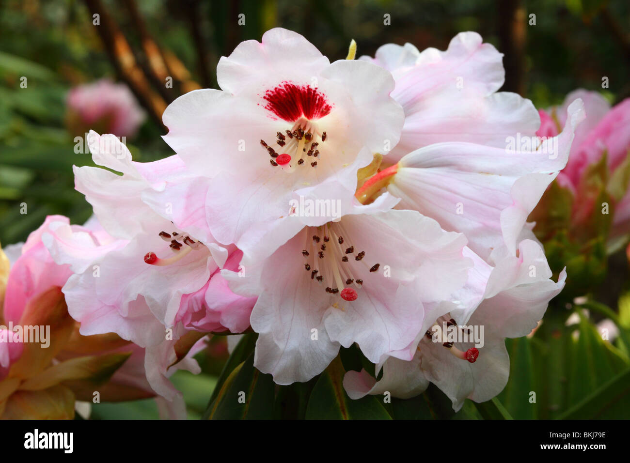 Calophytum Stock Photos & Calophytum Stock Images - Alamy