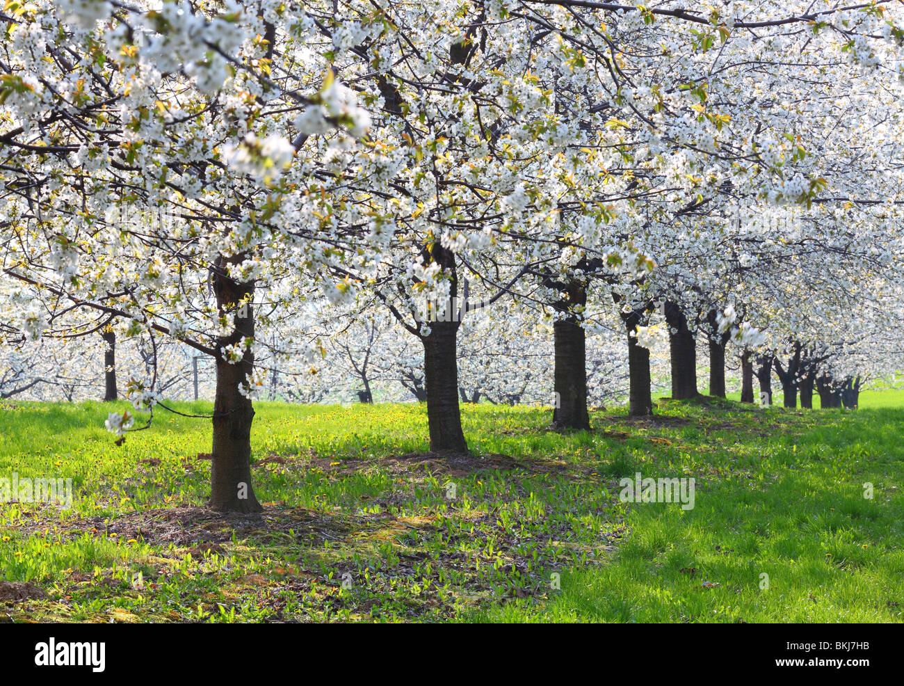 Row of trees hi-res stock photography and images - Alamy