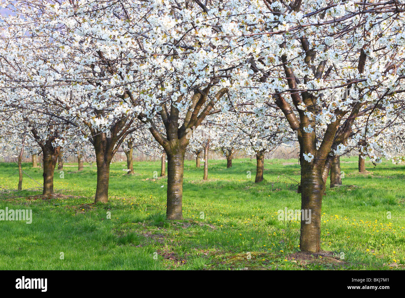 Row of trees hi-res stock photography and images - Alamy