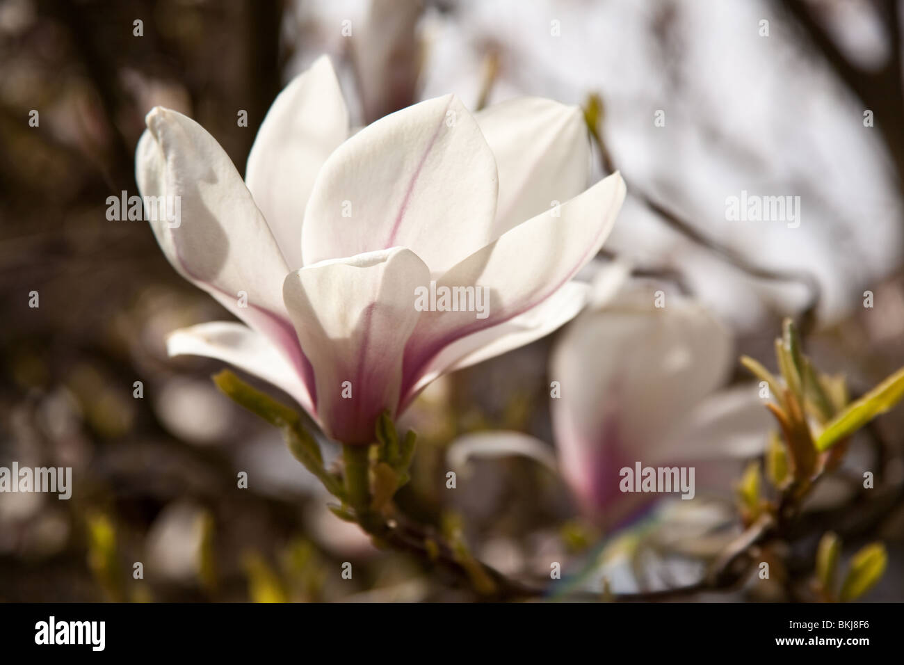 Magnolia tree flowers (soulangeana Rustica Rubra) Sheffield, England ...