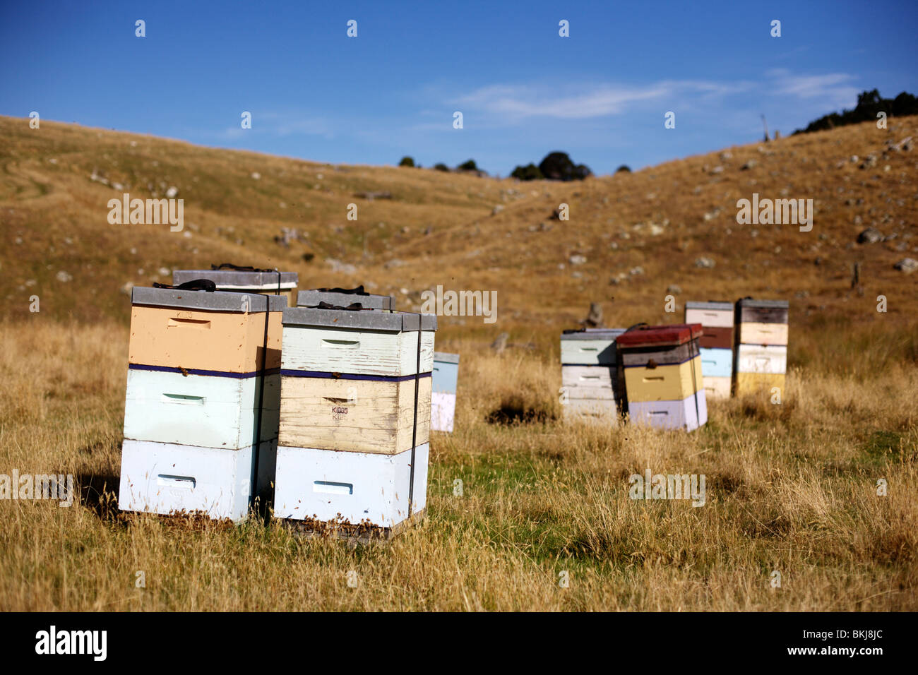 Bee hives in Canaan Downs in the Abel Tasman National Park, New Zealand ...