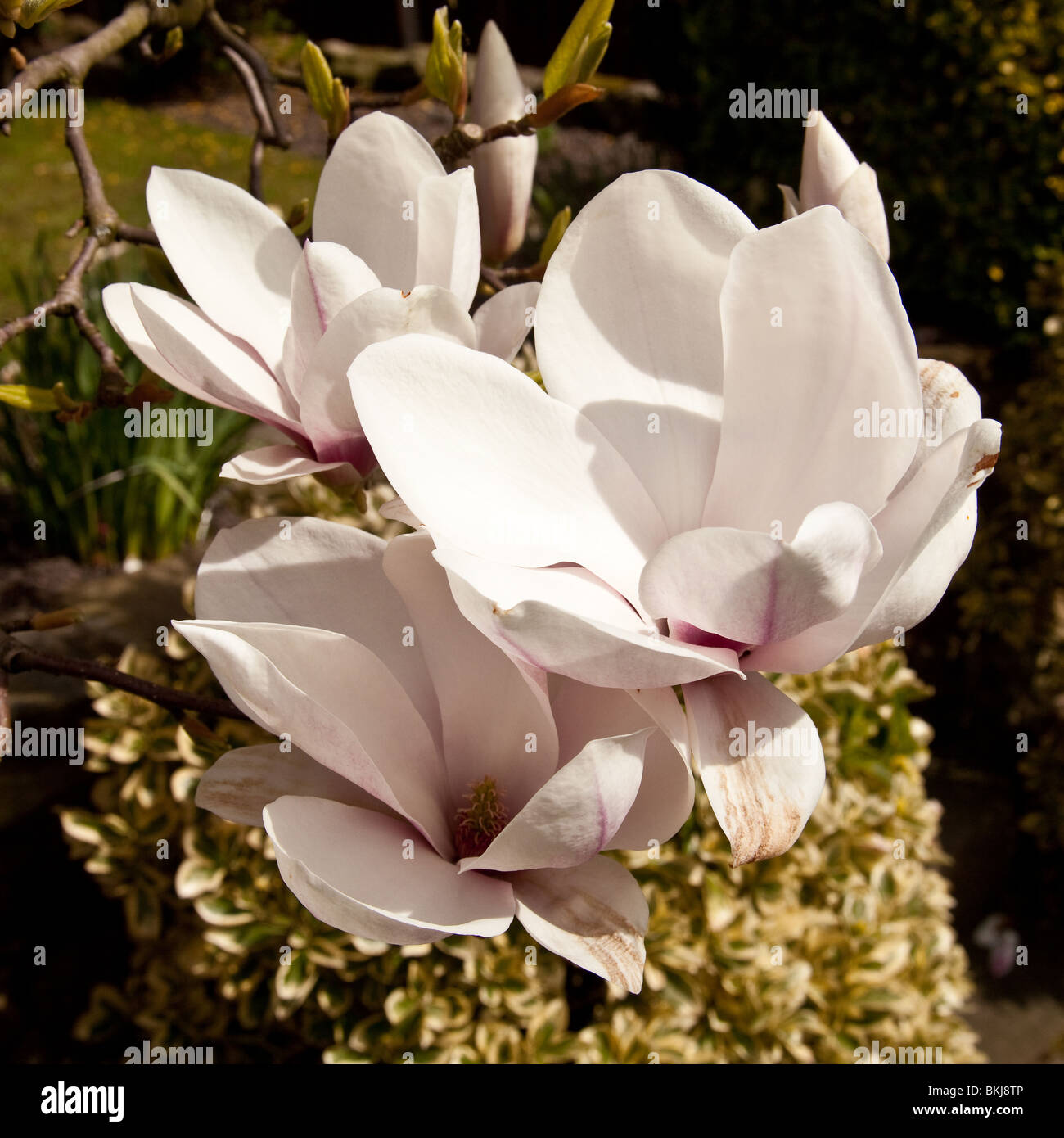Magnolia tree flowers (soulangeana Rustica Rubra) Sheffield, England ...
