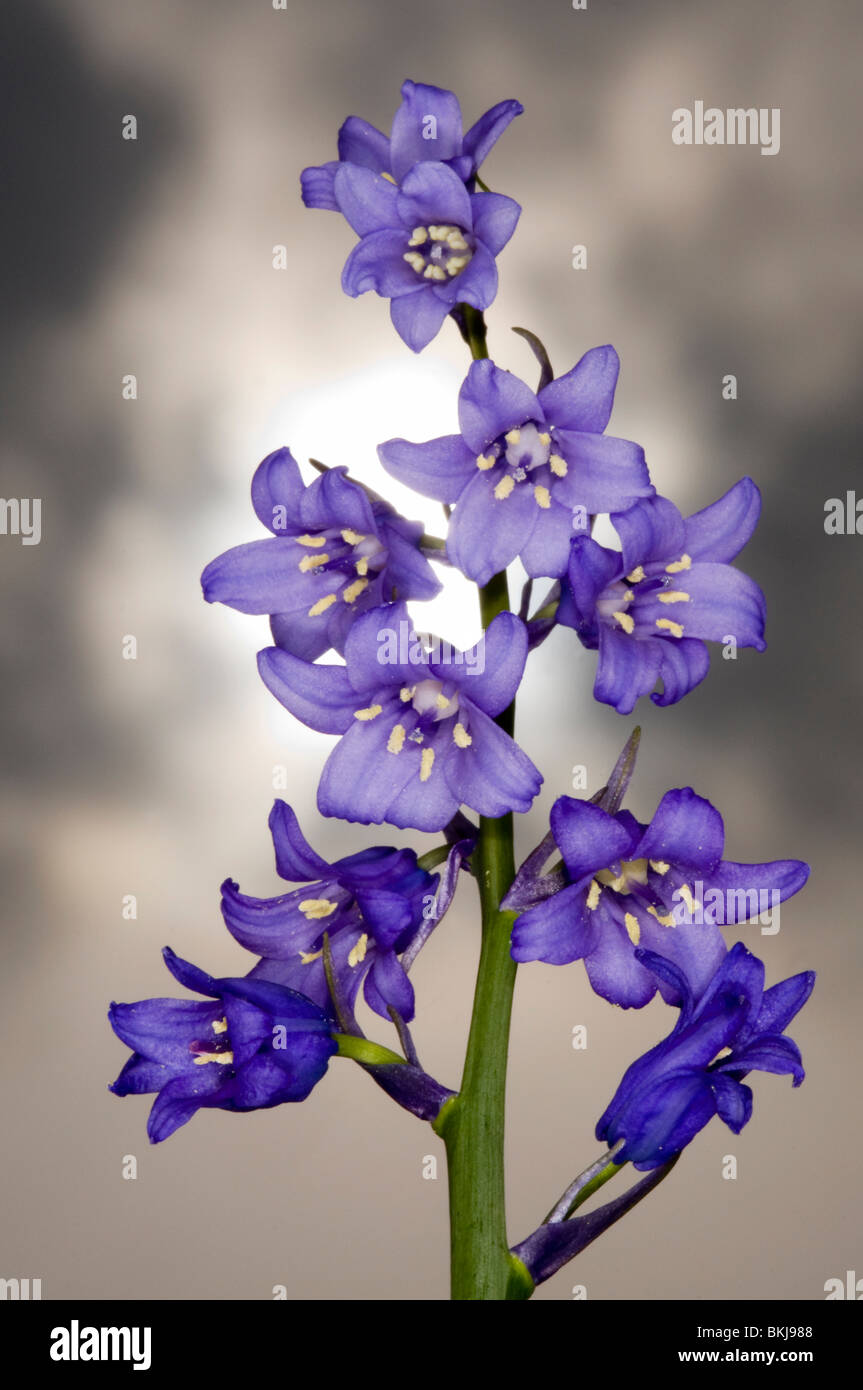 close up of the flower spike of the spanish bluebell Hyacinthoides ...