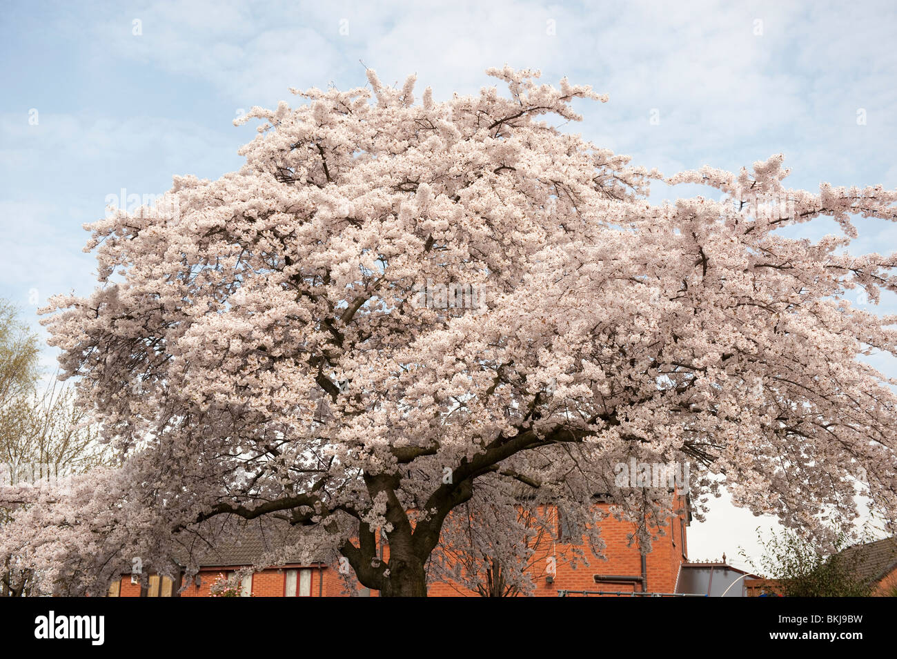Mature tree in full pink blossom Stock Photo - Alamy