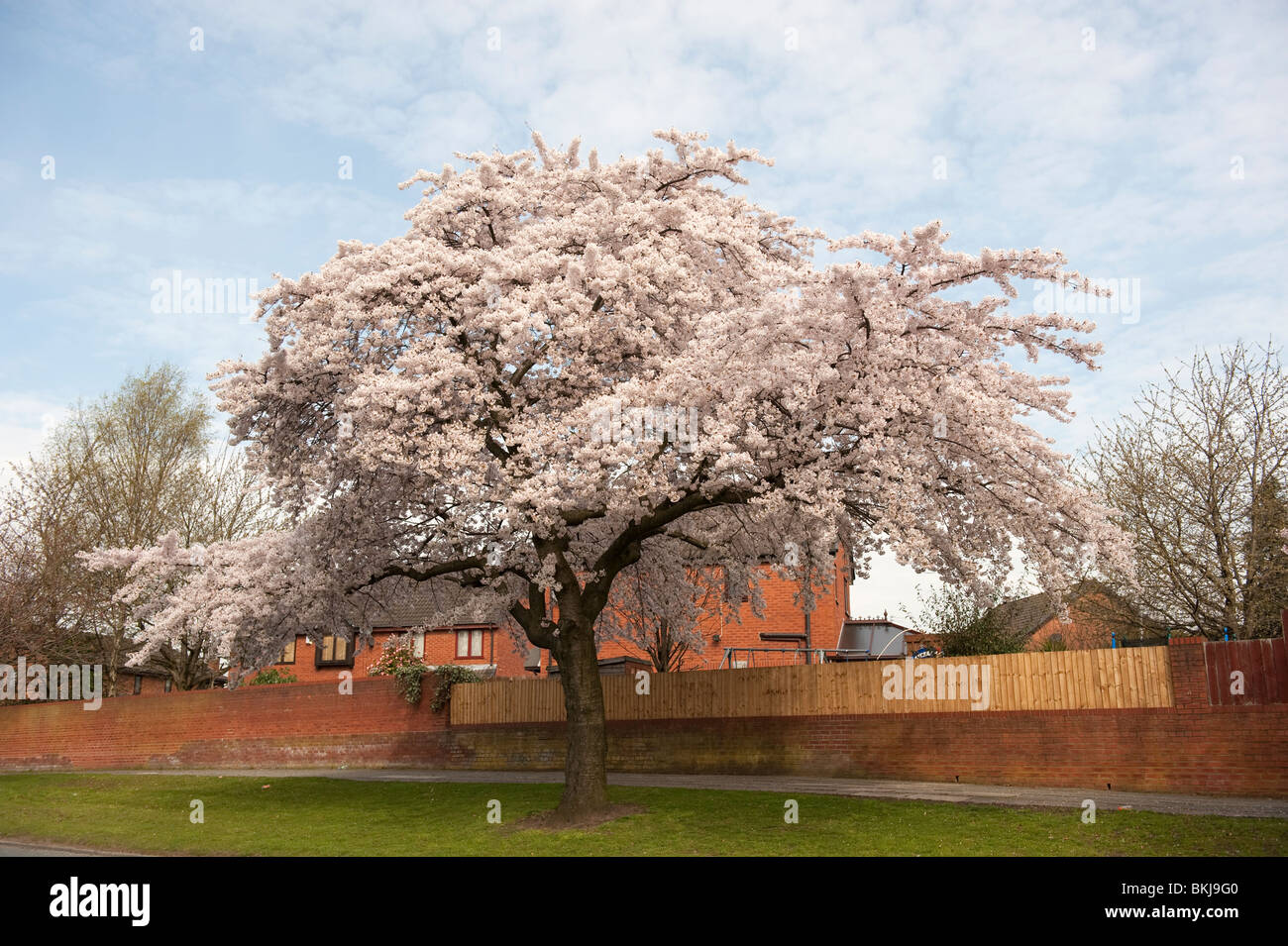 Uk tree in spring hi-res stock photography and images - Alamy
