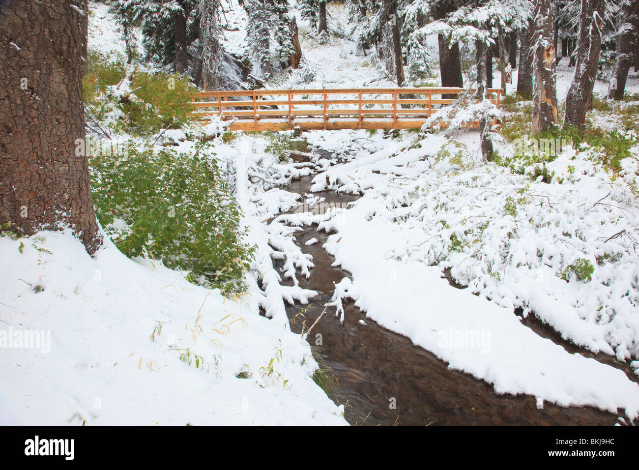 Oregon, United States Of America; First Snow Fall Along Umbrella Falls ...