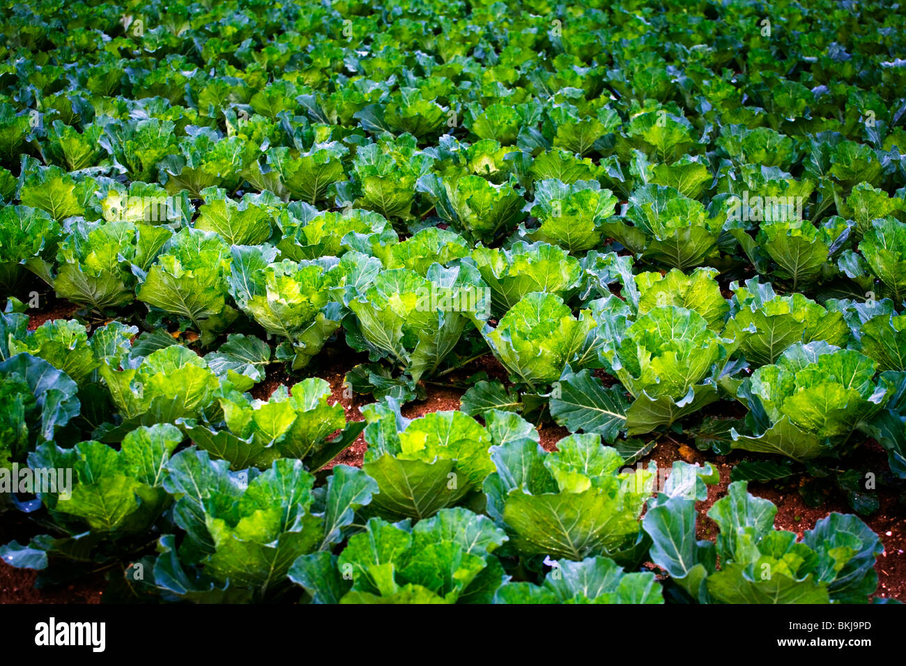 Rows of cabbage on a farm Stock Photo - Alamy