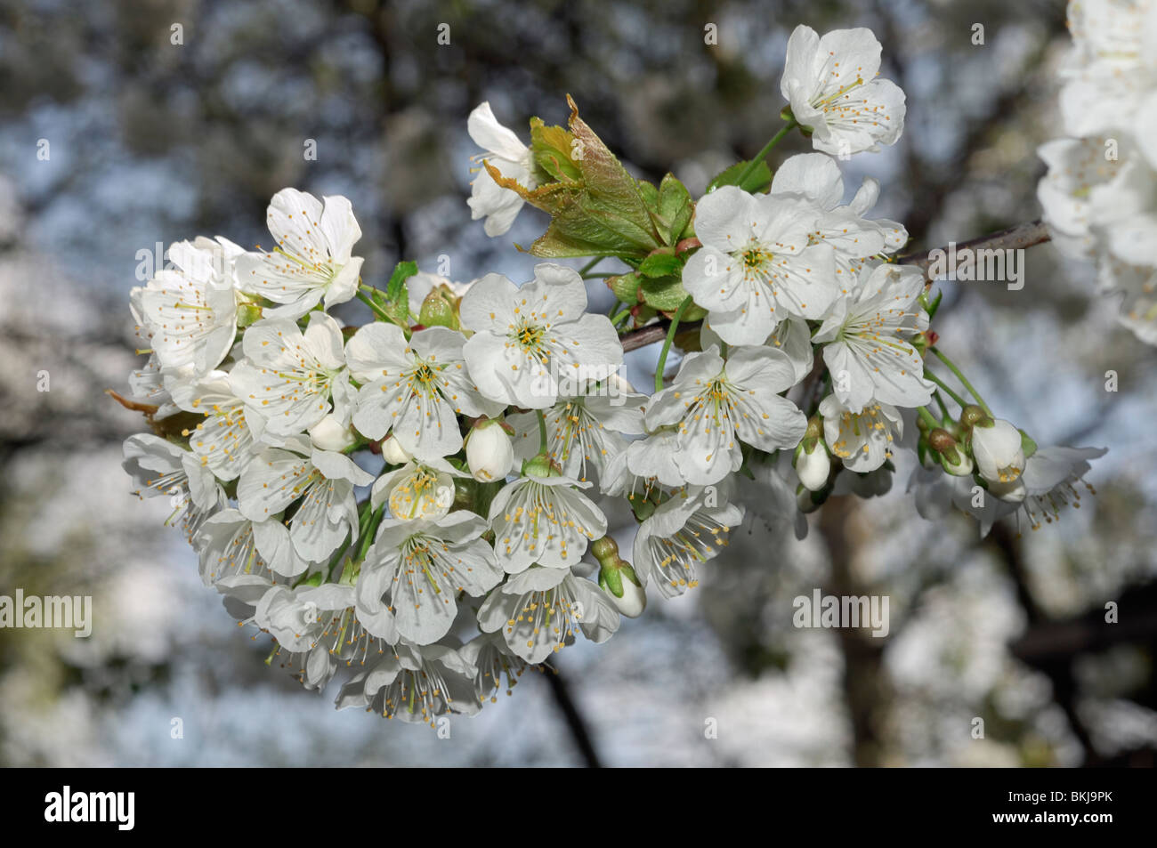 White prunus avium wild hi-res stock photography and images - Alamy