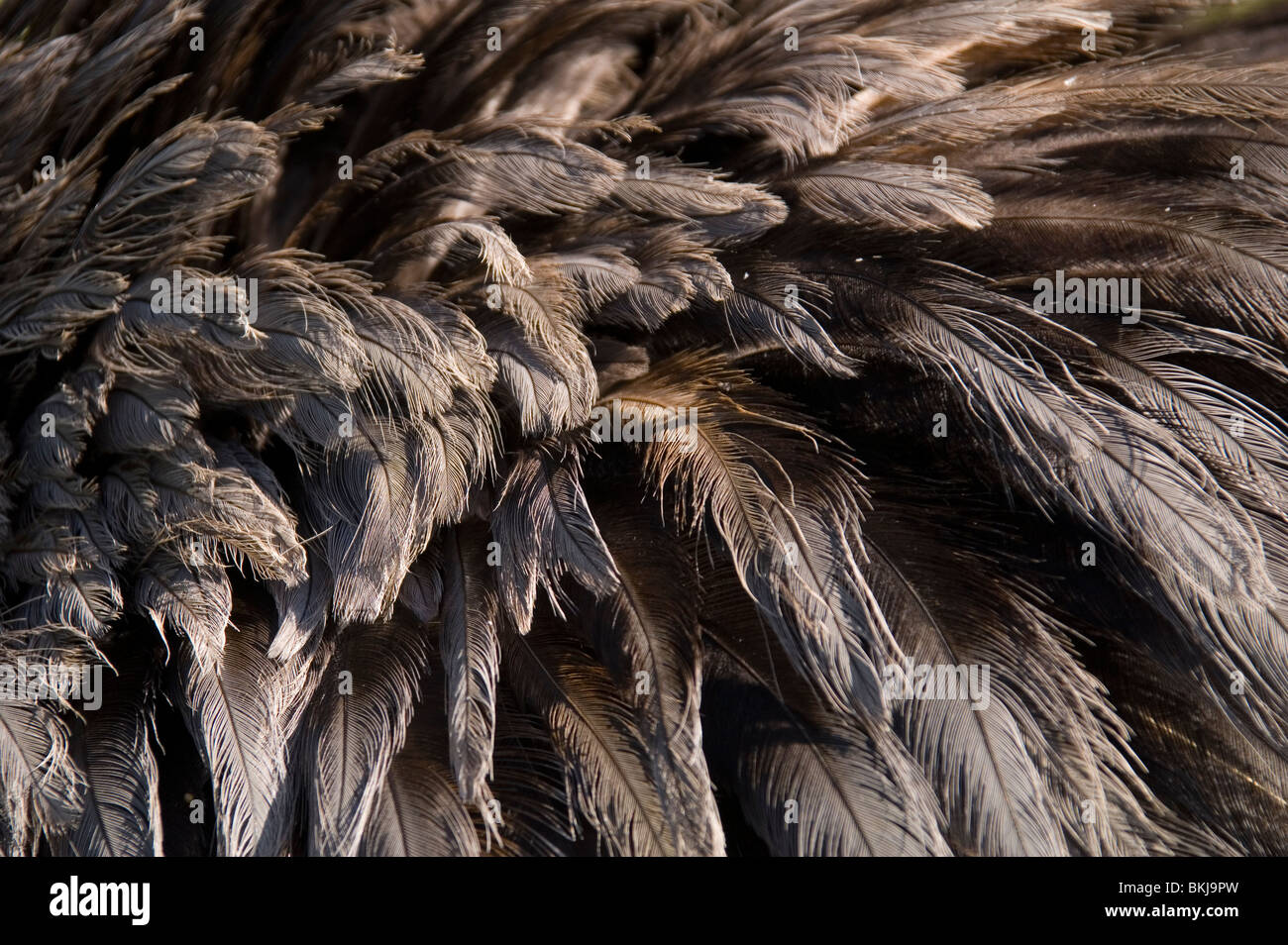 Covert feathers hi-res stock photography and images - Alamy