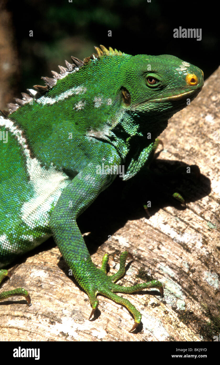 banded iguana fiji Stock Photo - Alamy