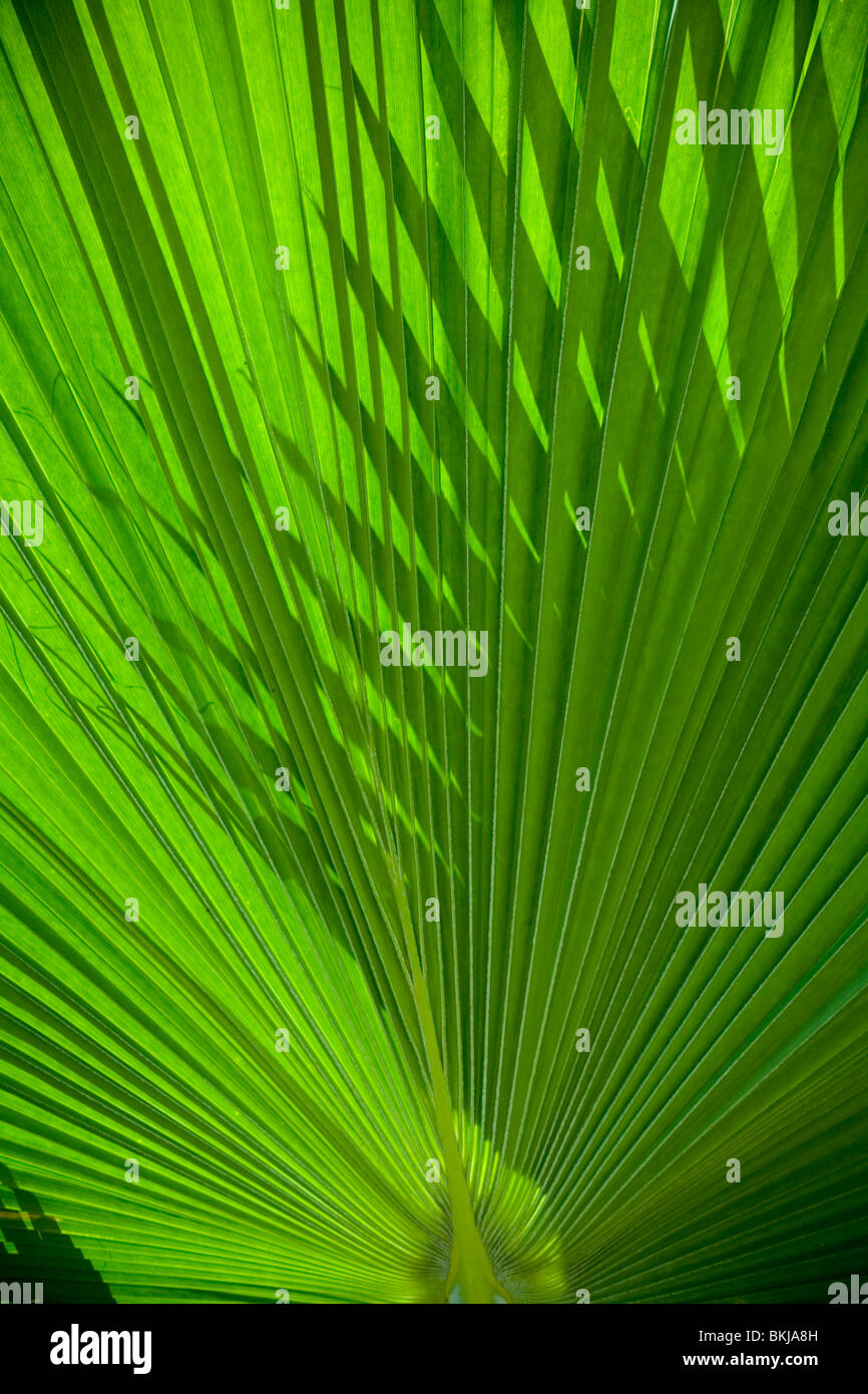 A Giant Leaf Asia Stock Photo - Alamy