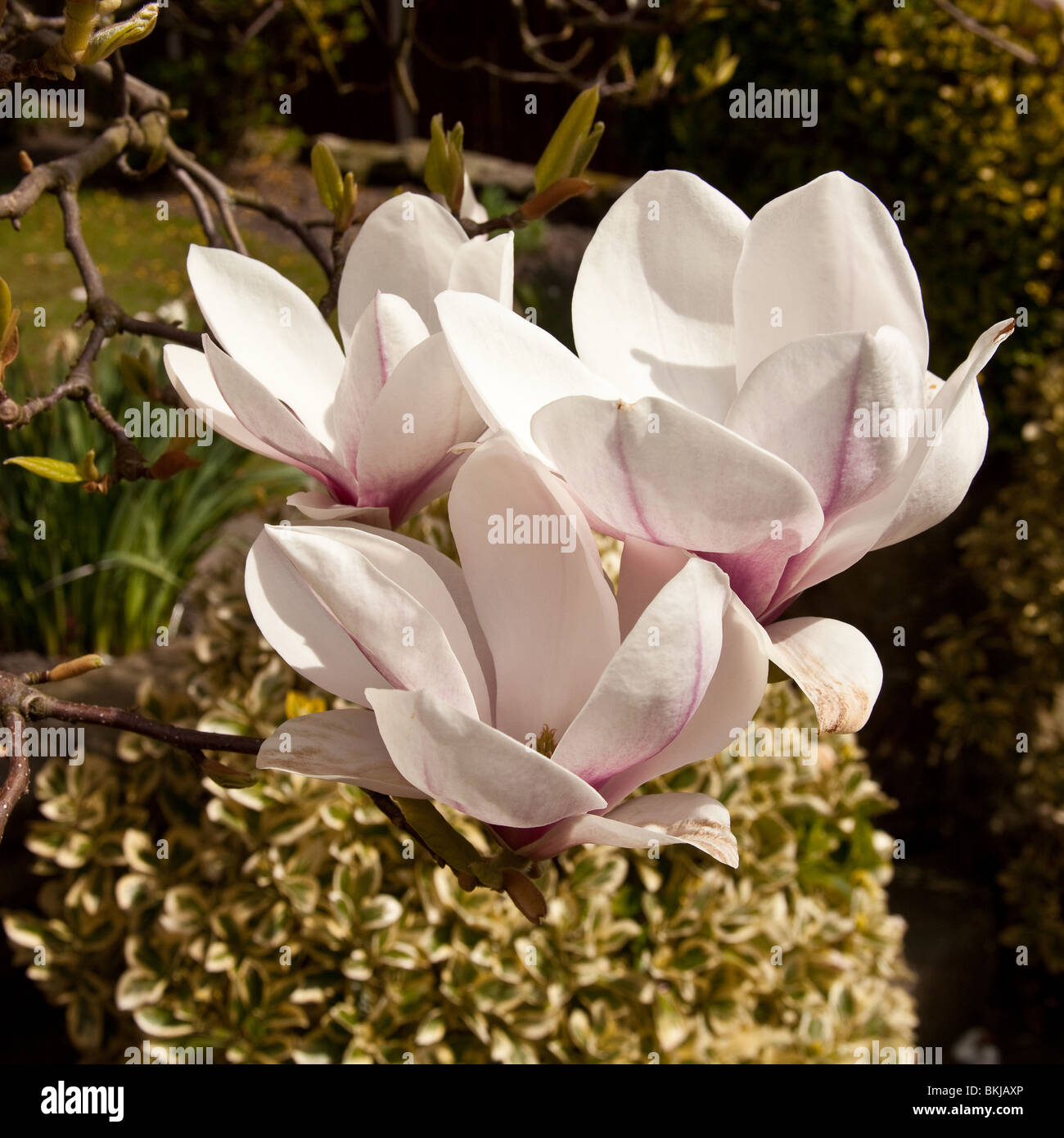 Magnolia tree flowers (soulangeana Rustica Rubra) Sheffield, England ...