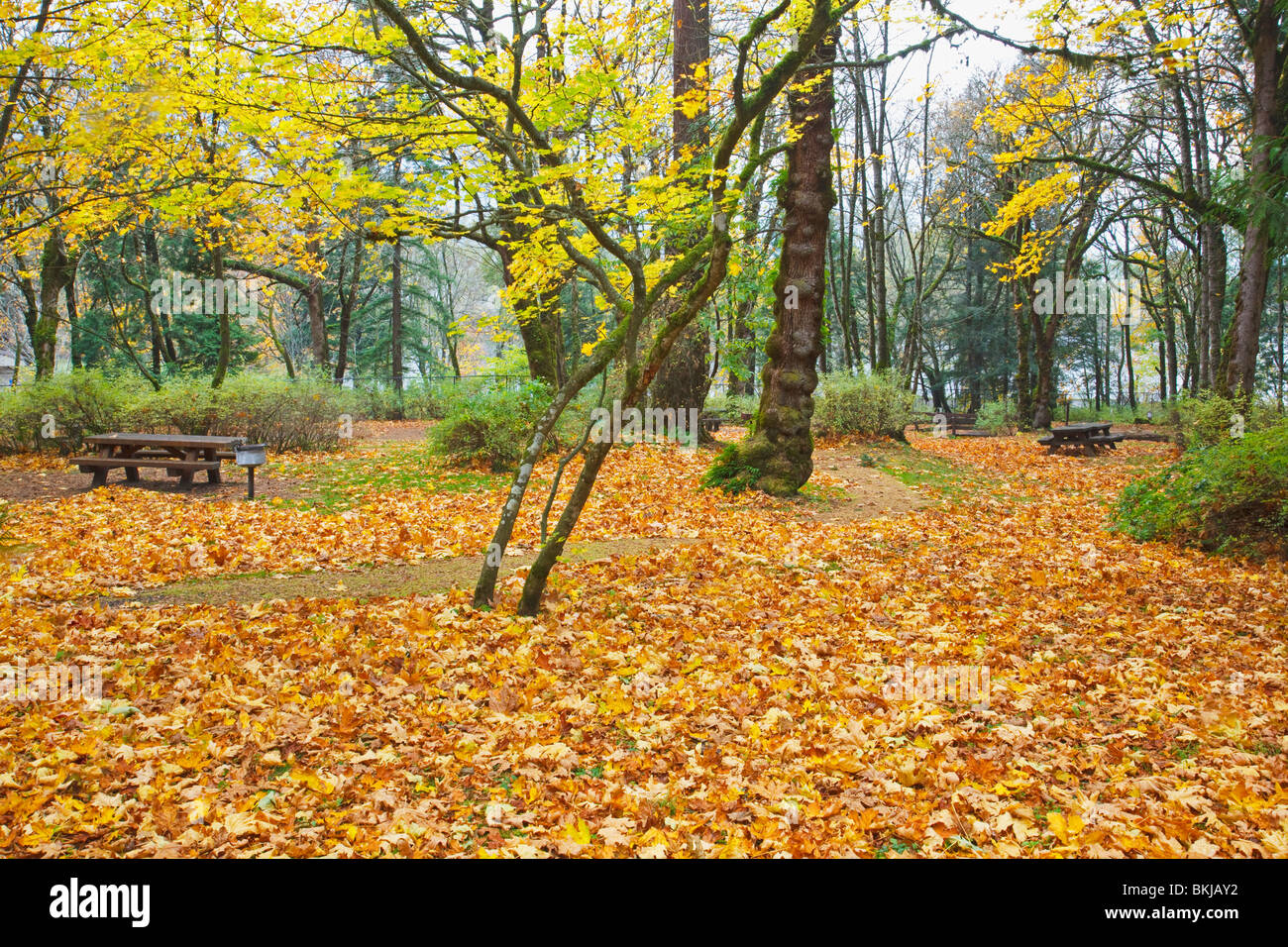 Picnic Tables In A Park With Trees In Autumn Stock Photo - Alamy