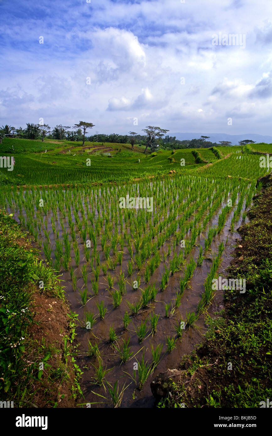 A newly sewn rice terrace Philippines Stock Photo - Alamy