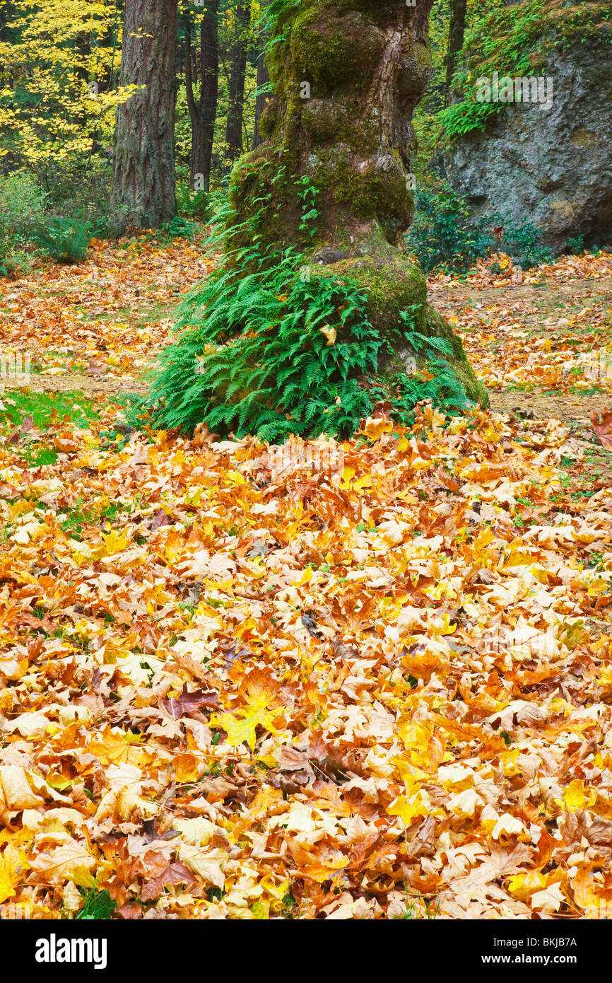 Tree base plants hi-res stock photography and images - Alamy
