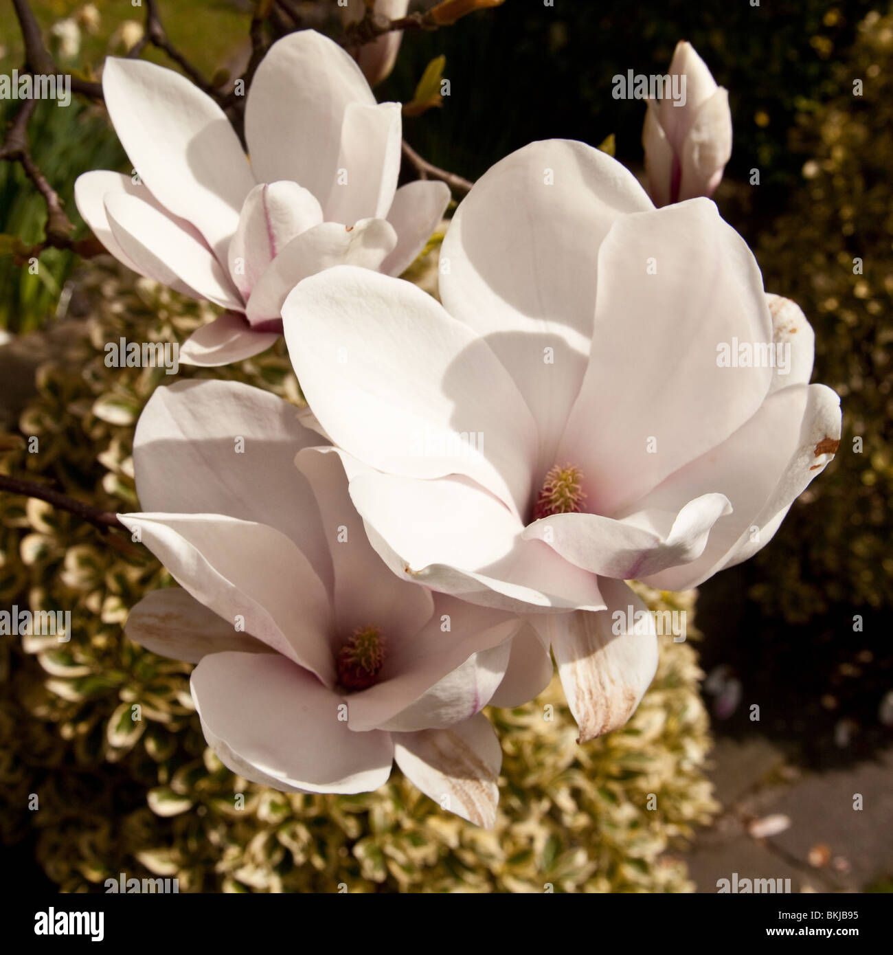 Magnolia soulangeana rustica rubra hi-res stock photography and images ...