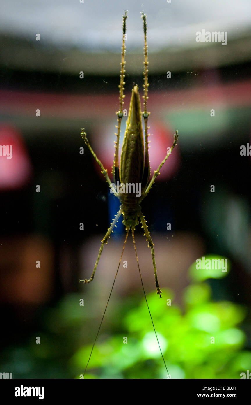 Insect, Sydney Wildlife World, Sydney, Australia Stock Photo - Alamy