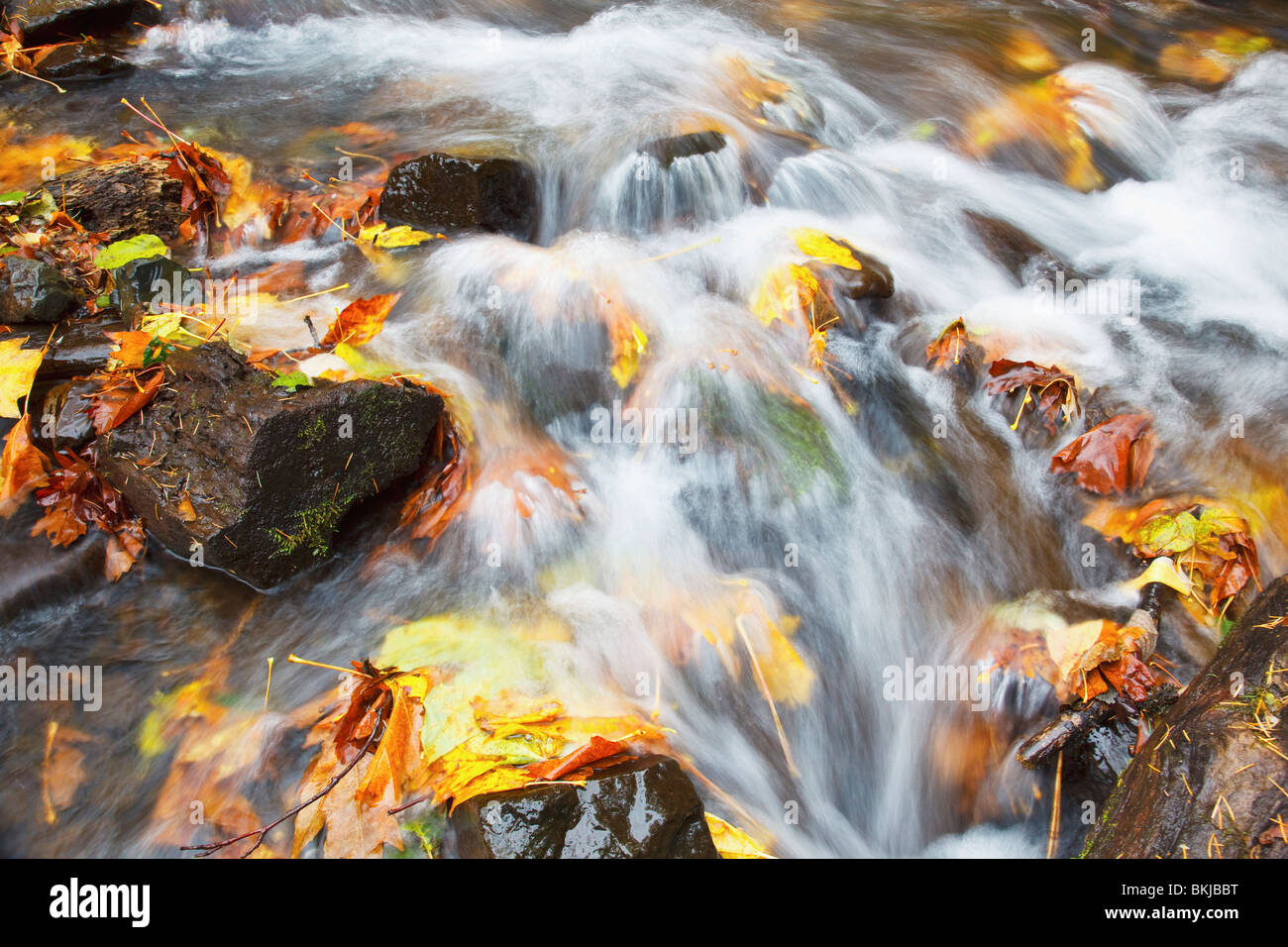 Leaves cascading hi-res stock photography and images - Alamy