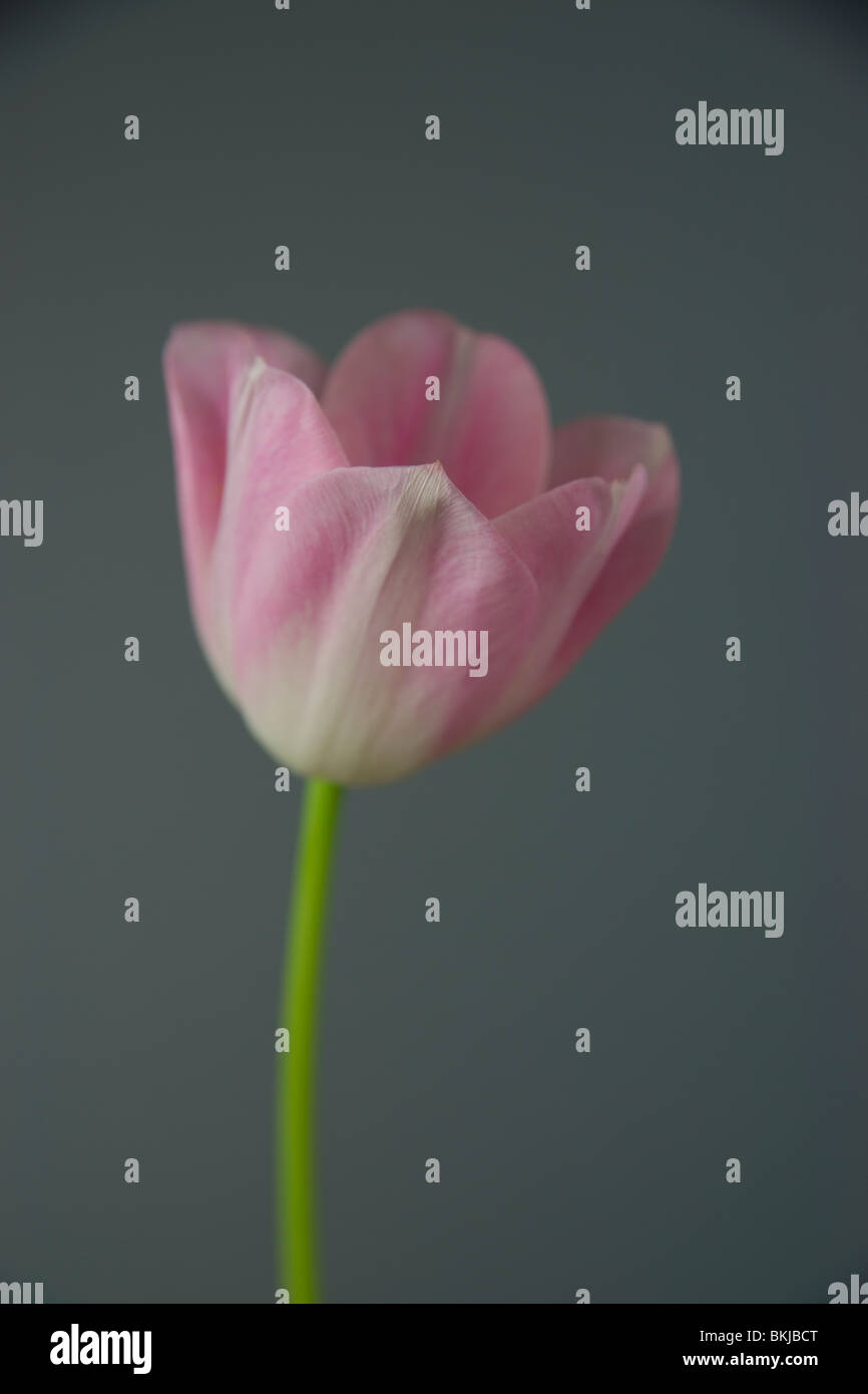 Tuilp hi-res stock photography and images - Alamy