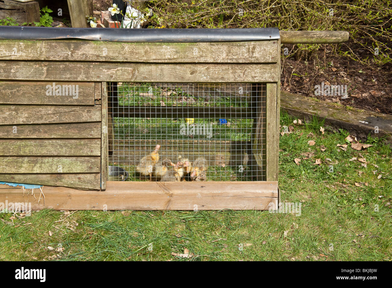 Baby geese farm outside hutch birds hi-res stock photography and images ...
