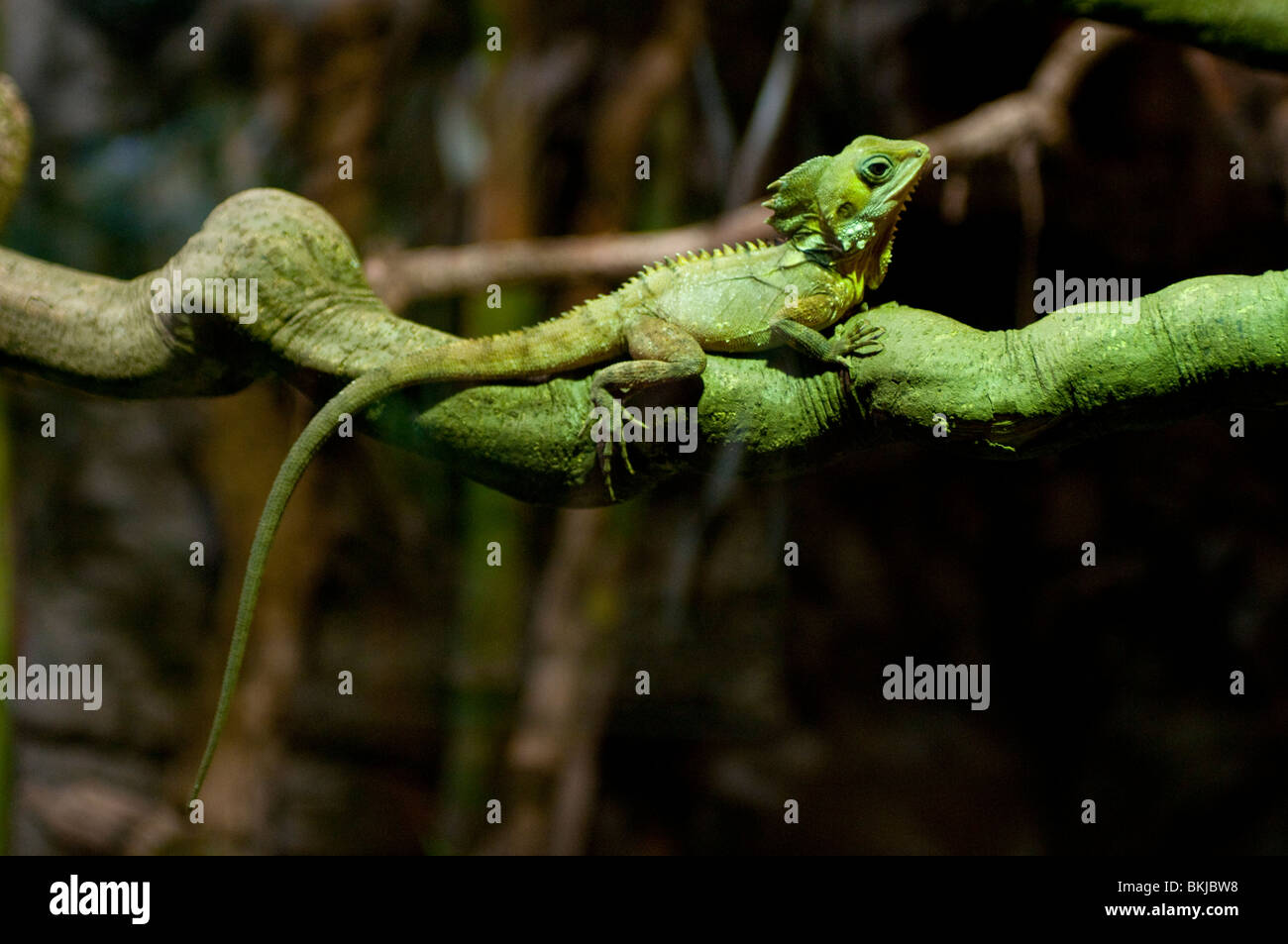 Boyd's forest dragon, Hypsilurus boydii, Sydney Wildlife World, Sydney ...