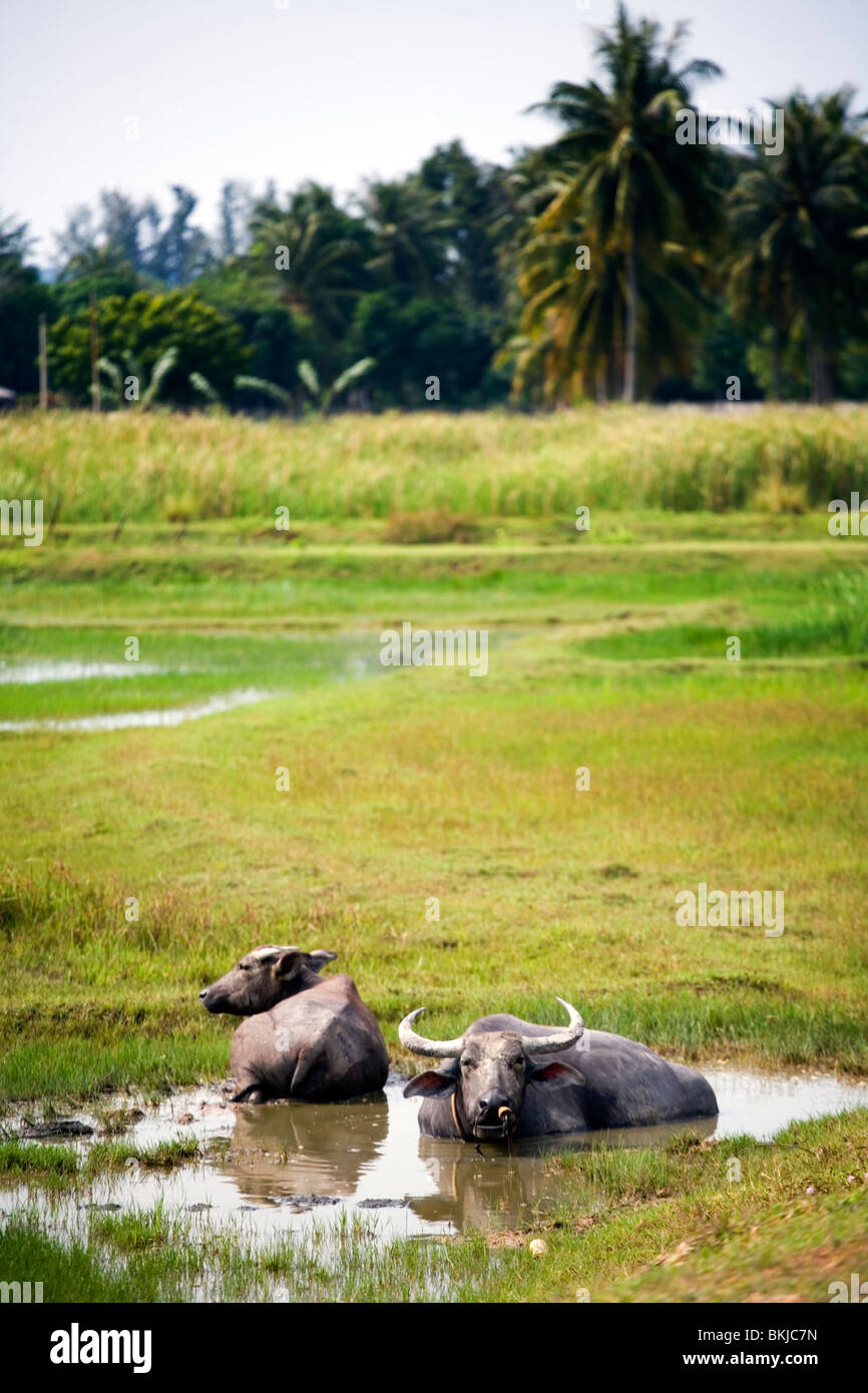 Water buffalo wallow in a watering whole to cool down Stock Photo - Alamy