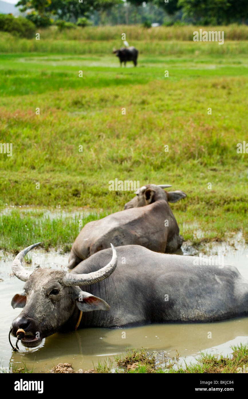 Buffalo wallow hi-res stock photography and images - Alamy