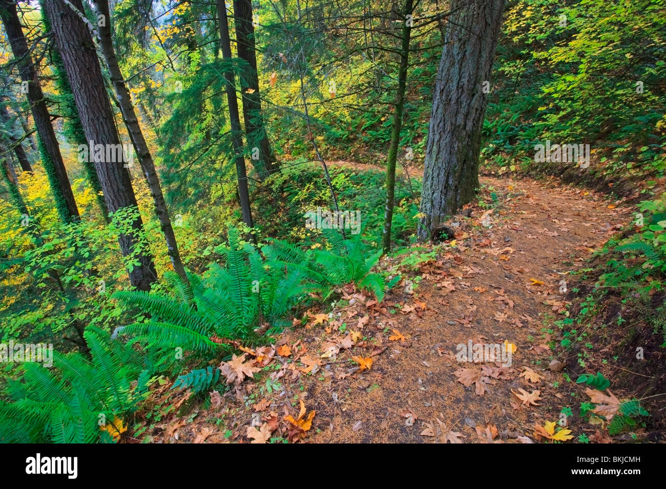 A Path Through A Forest In Autumn Stock Photo - Alamy